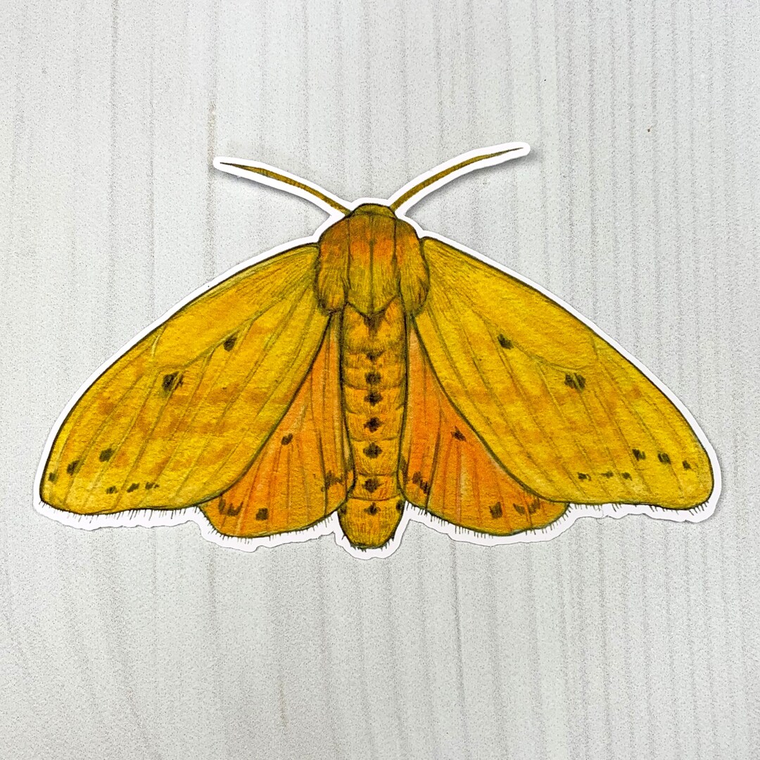Isabella Tiger Moth Matte Vinyl Sticker - Etsy