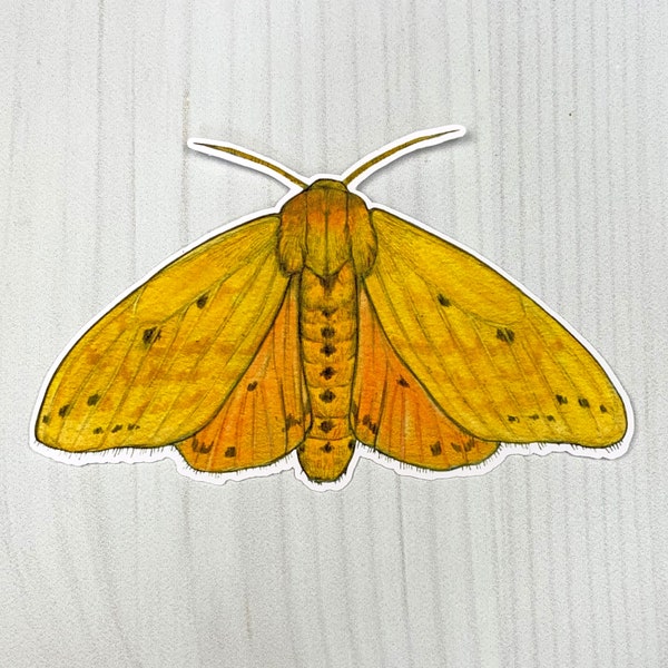Tiger Moth - Etsy