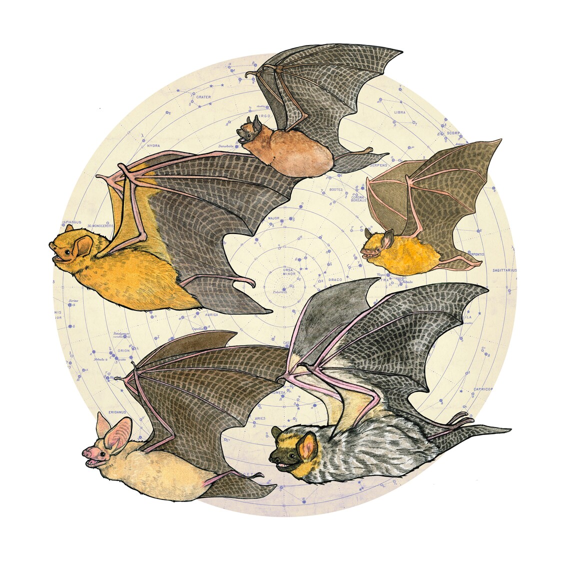 Starry Bats North American Native Bats Archival Print | Etsy