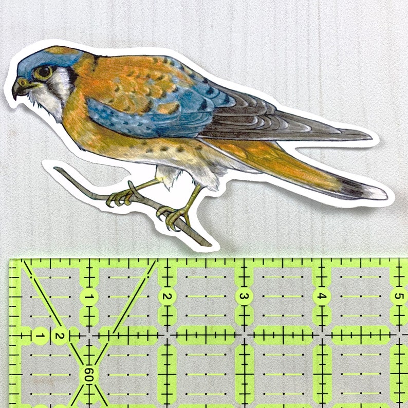 American Kestrel Vinyl Sticker - Etsy