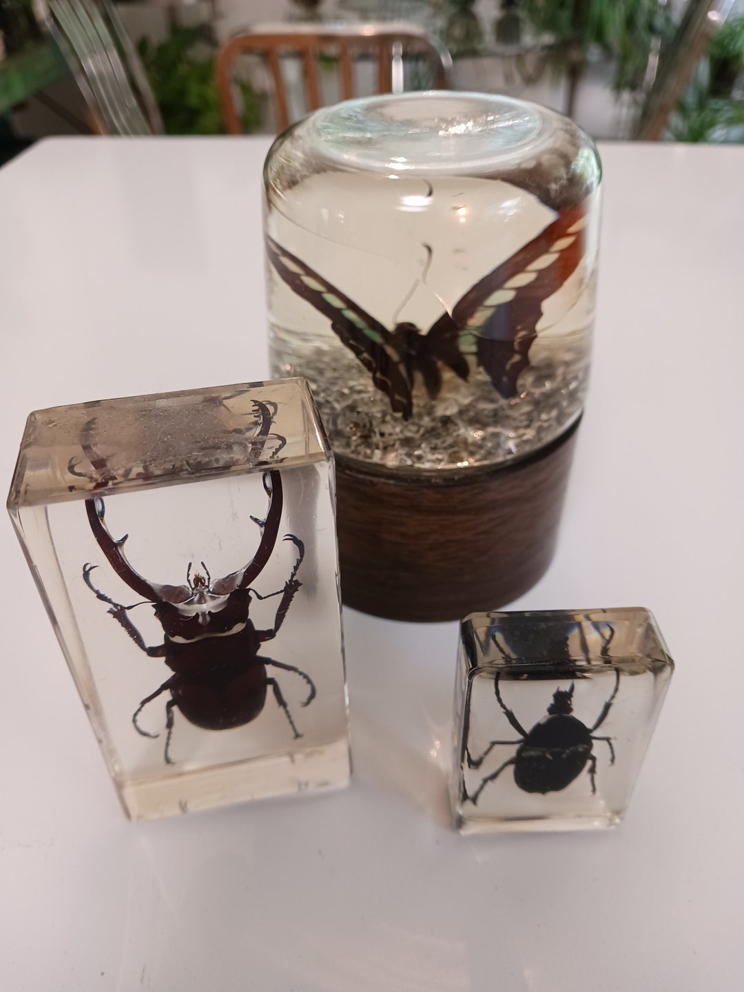 3 Vintage Preserved Beetles Vintage Taxidermy Vintage - Etsy