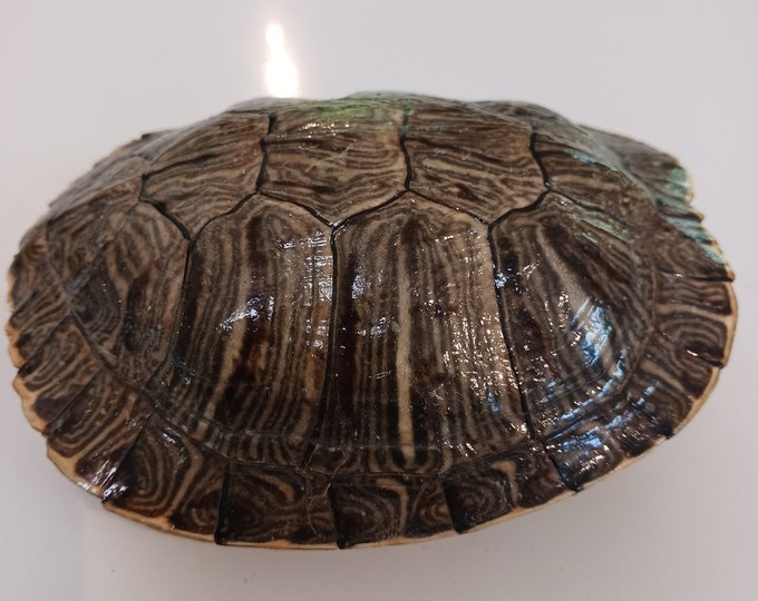 Vintage Turtle Shell, Vintage Table Display, Vintage Natural Curiosity ...