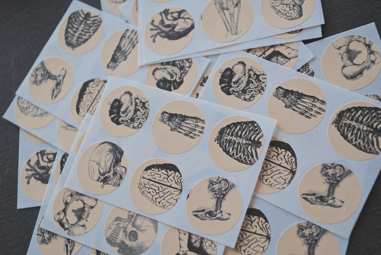 24 Vintage HUMAN ANATOMY Organs/bones Seals-stickers - Etsy
