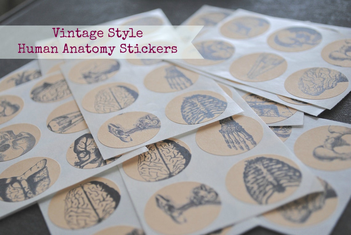 24 Vintage HUMAN ANATOMY Organs/bones Seals-stickers - Etsy