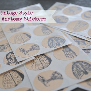 24 Vintage HUMAN ANATOMY Organs/bones Seals-stickers - Etsy