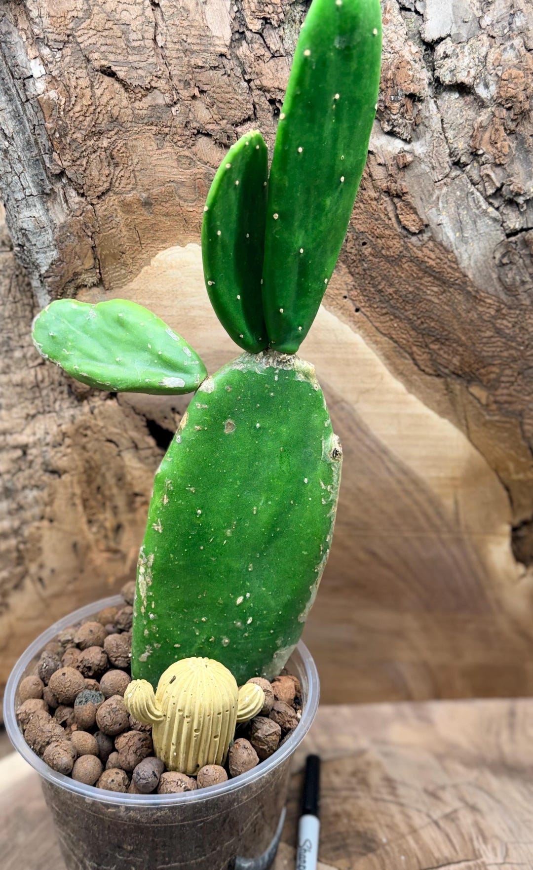 Cactus With Cactus Stake - Etsy