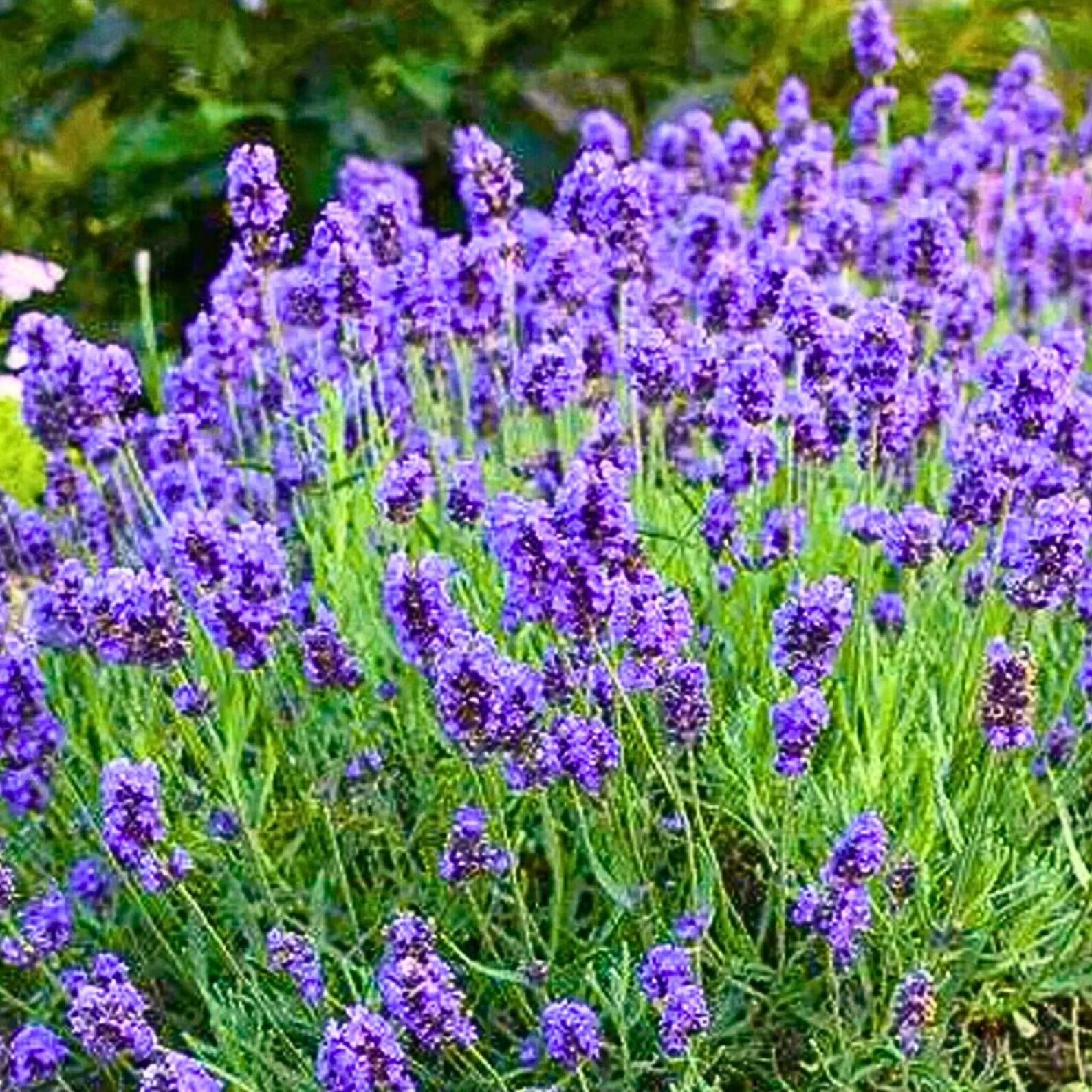 Fresh Lavender Flower 20 Seeds - Etsy
