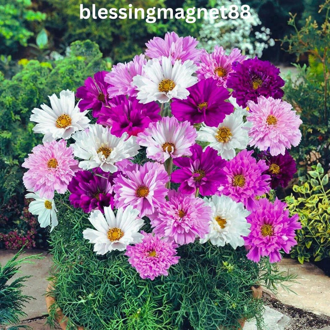 Double Click Mixed Cosmos for Garden Planting 200 Seeds - Etsy