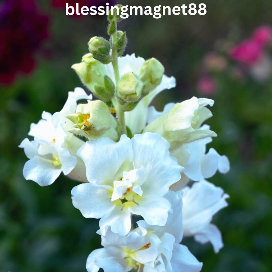 Madame Butterfly Ivory Snapdragon for Garden 1000 Seeds - Etsy