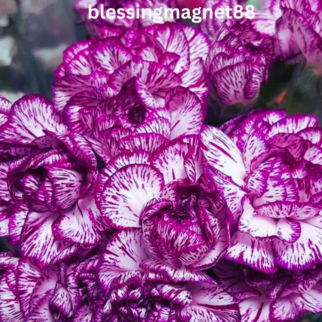 Purple Pixie Carnation for Garden Planting 200 Seeds - Etsy