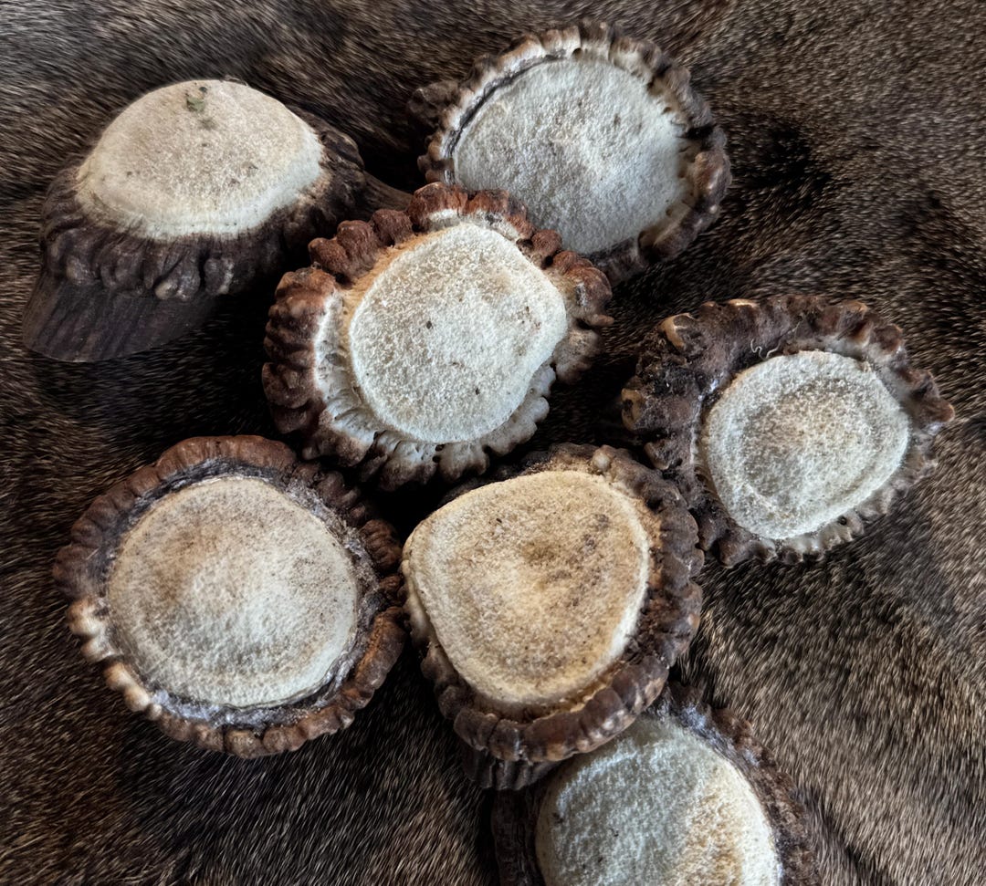 Real Red Deer Burr Antler | Natural Horn Crafting Supply for Taxidermy ...