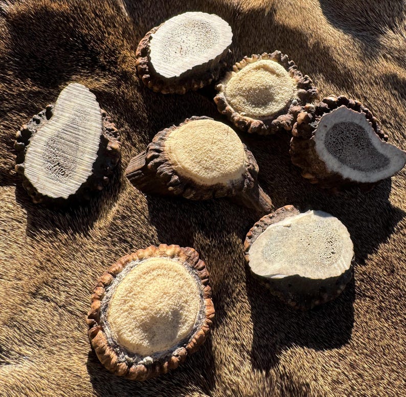 Real Red Deer Burr Antler | Natural Horn Crafting Supply for Taxidermy ...