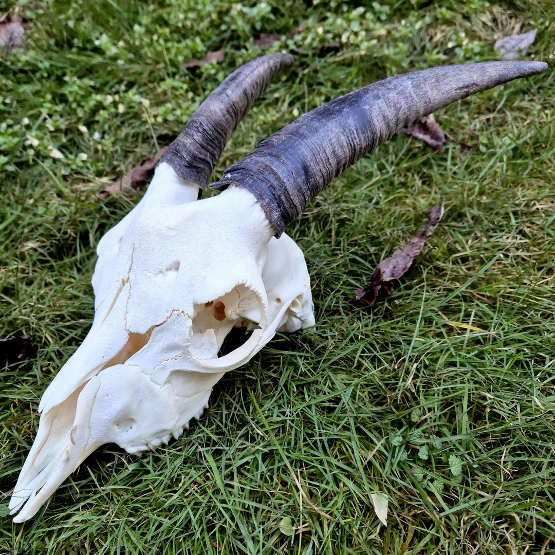 Real Goat Skull (capra Hircus) With Horns - Clean Anatomy Specimen for ...