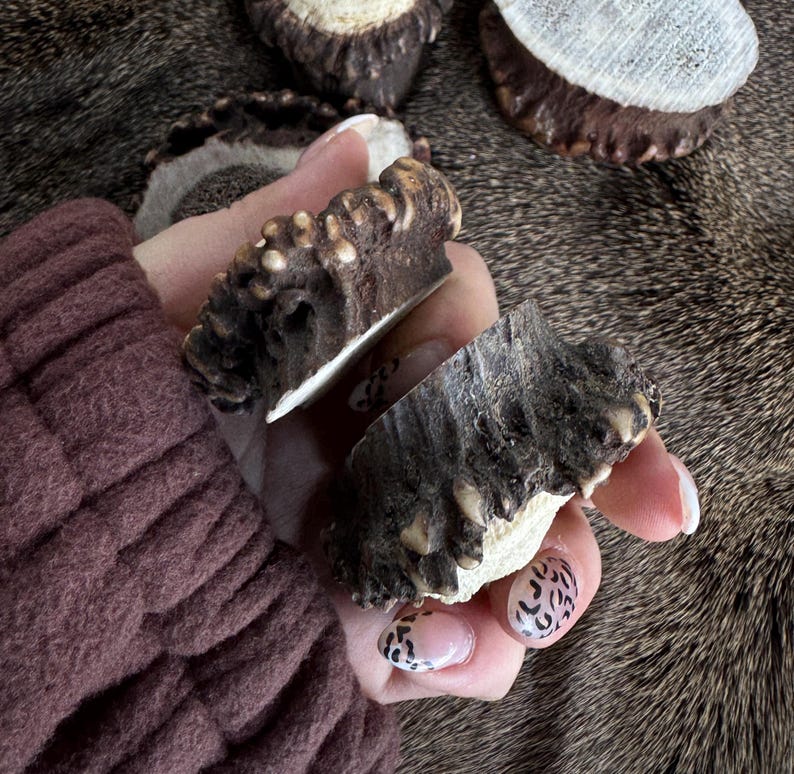 Real Red Deer Burr Antler | Natural Horn Crafting Supply for Taxidermy ...