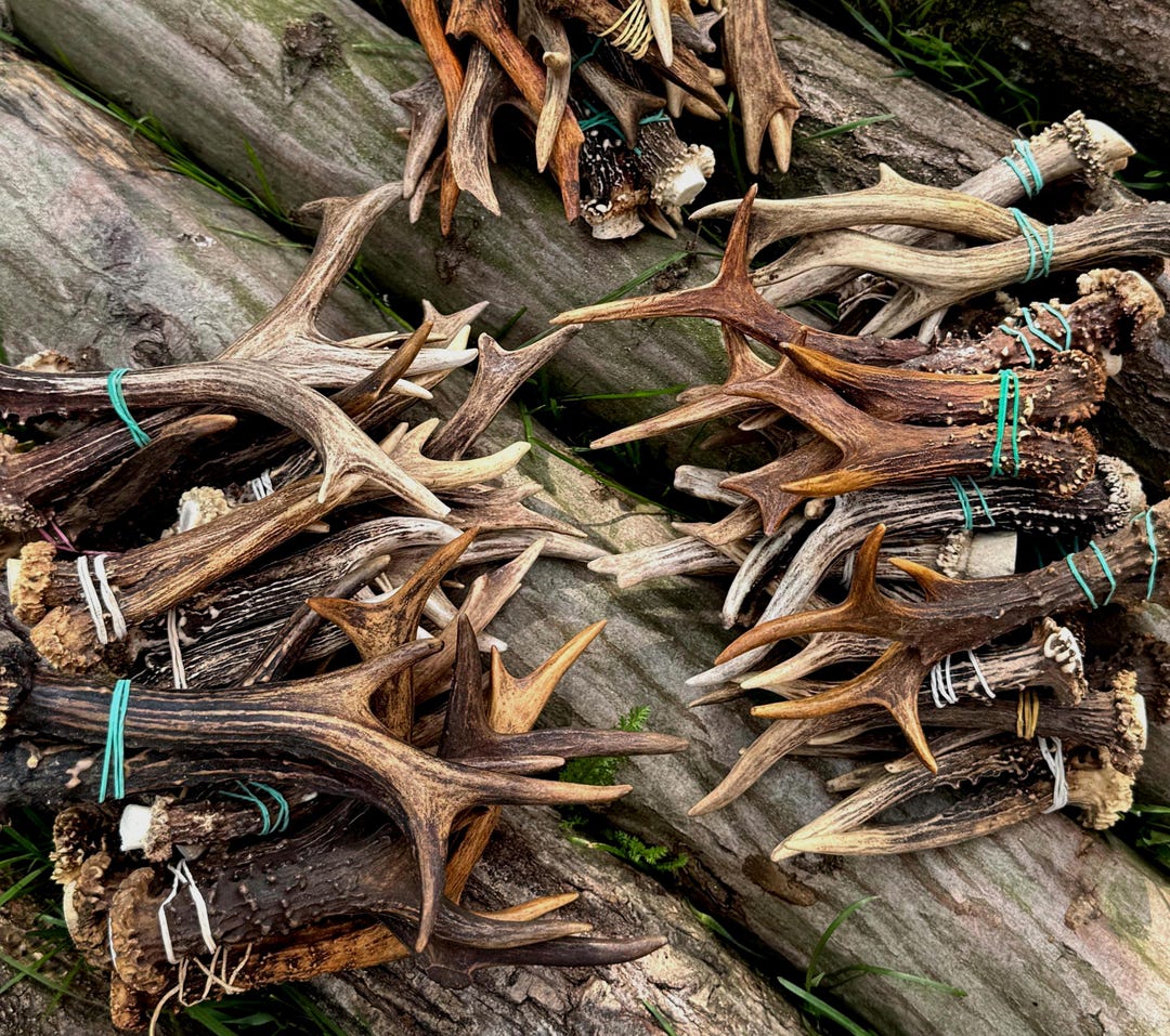 Roe Deer Antlers Cut From Skull - Genuine European Pieces for Cosplay ...