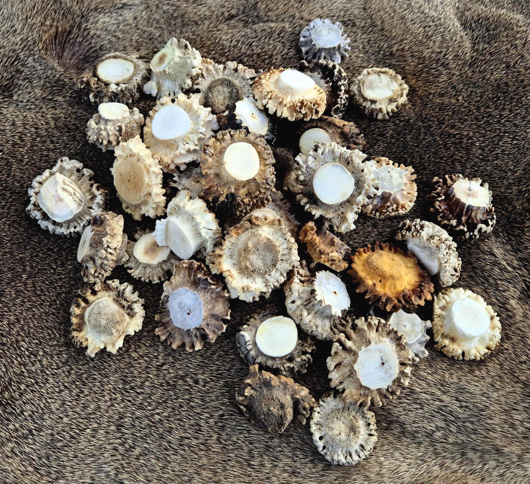 Roe Deer Antler Burrs - Genuine Rosettes for Jewelry Making & Craft ...