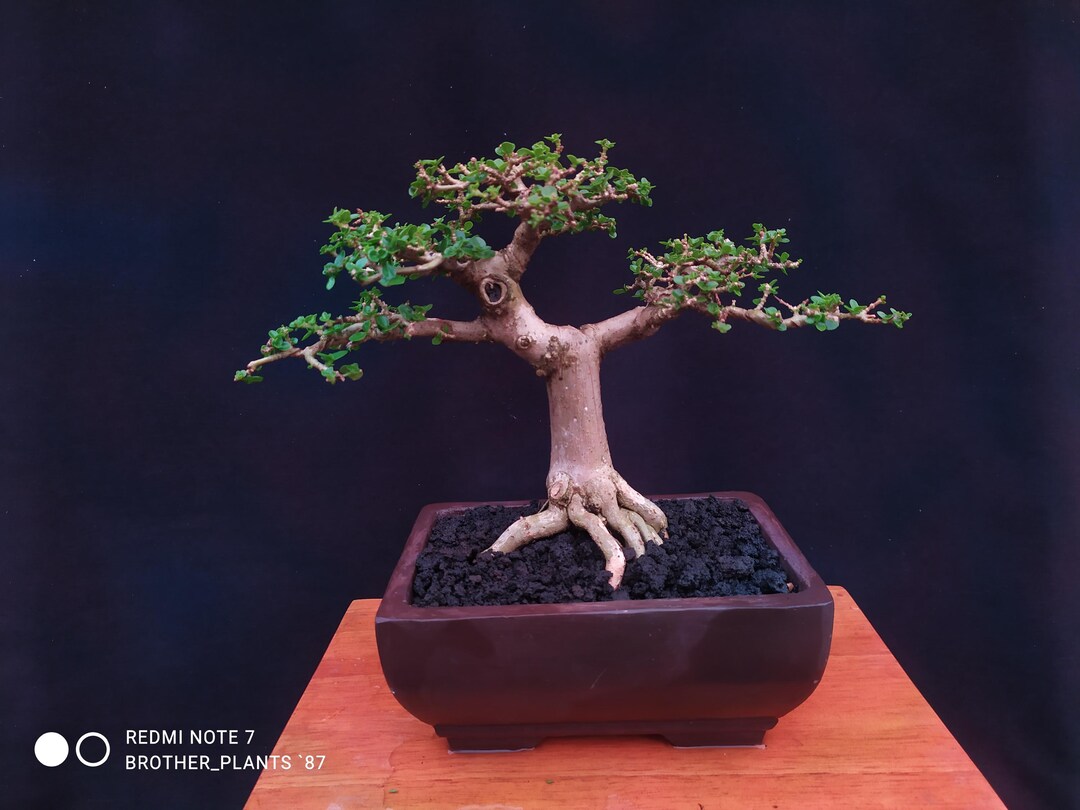 Premna Microphylla Bonsai Tree - Small Size - Live Tree. - Etsy