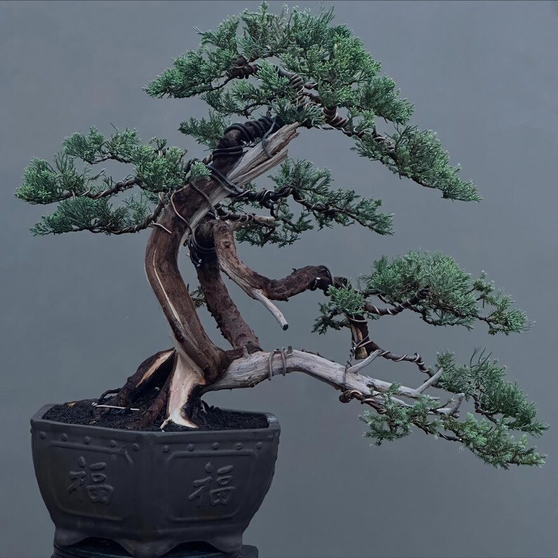 Real Juniperus Chinensis Bonsai Tree / Bonsai Juniperus / Real Pictures ...