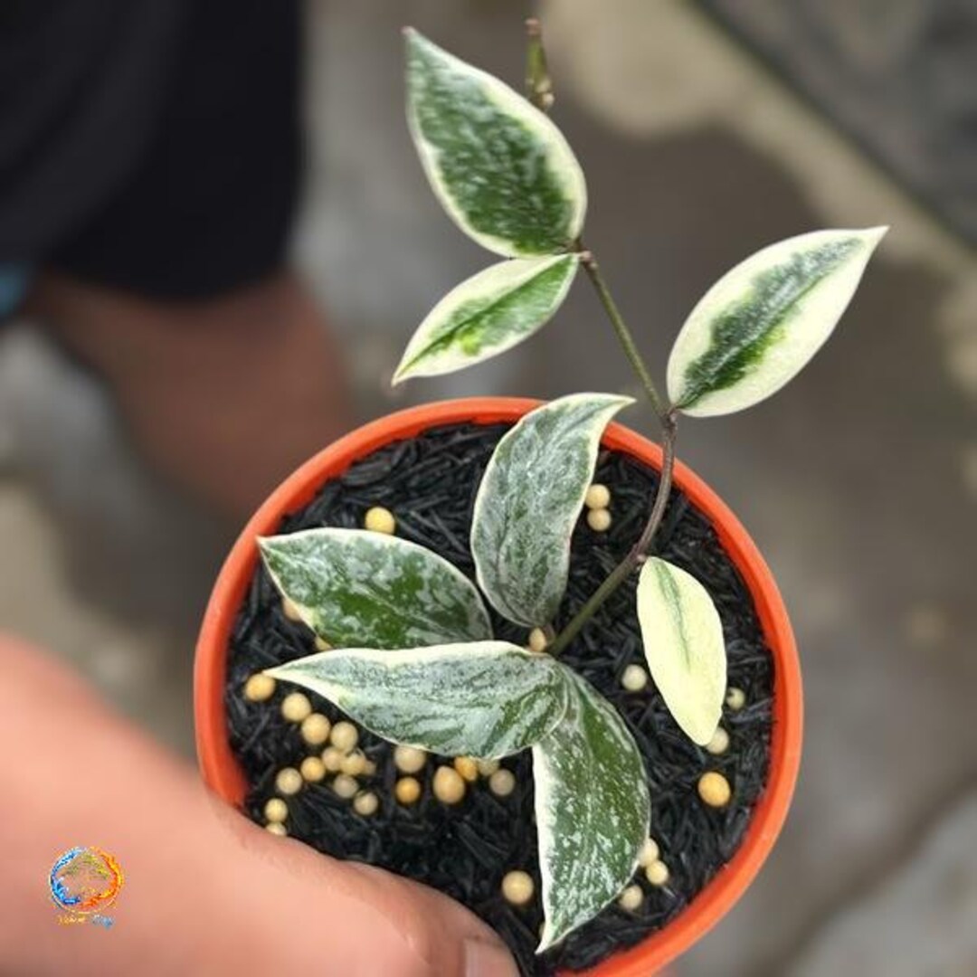 Hoya Lacunosa 'princes Lumina' - Rare Exotic Jungle Plant. - Etsy