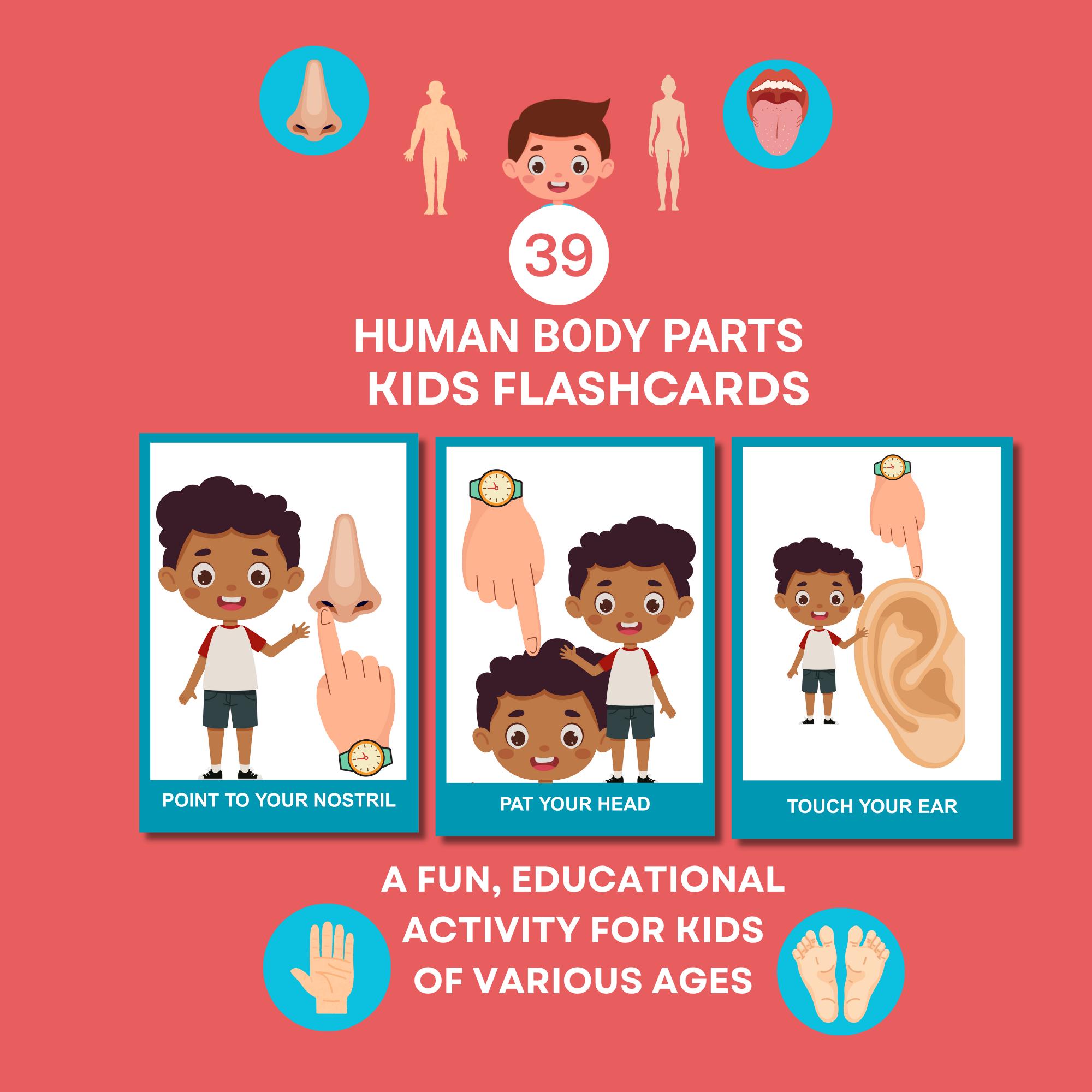 Human Body Parts Flashcards for Kids - Anatomy Learning Activity ...