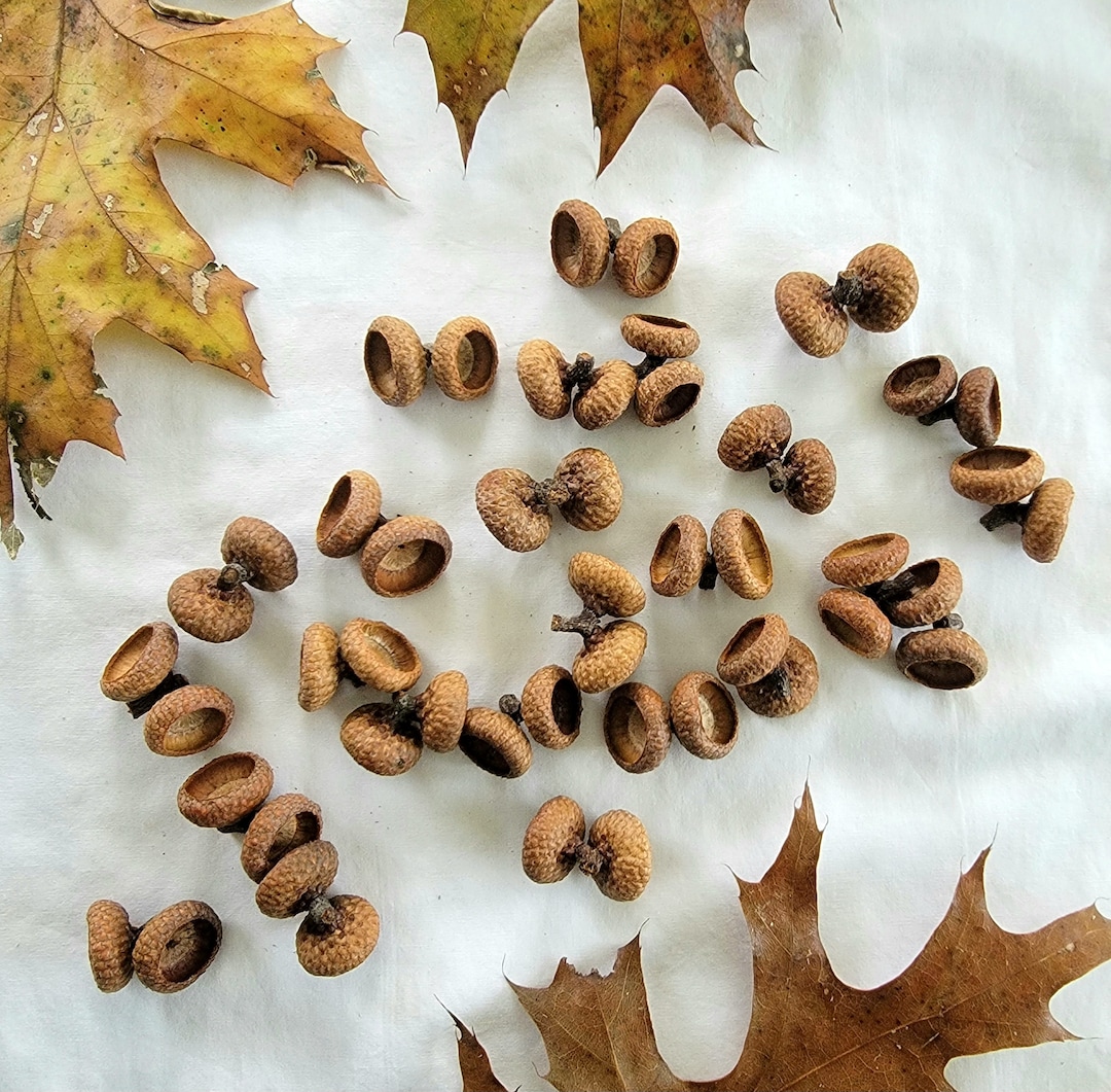 Lot of 25 Double Acorn Caps, Mixed Sizes, Dry and All-natural, Hand ...