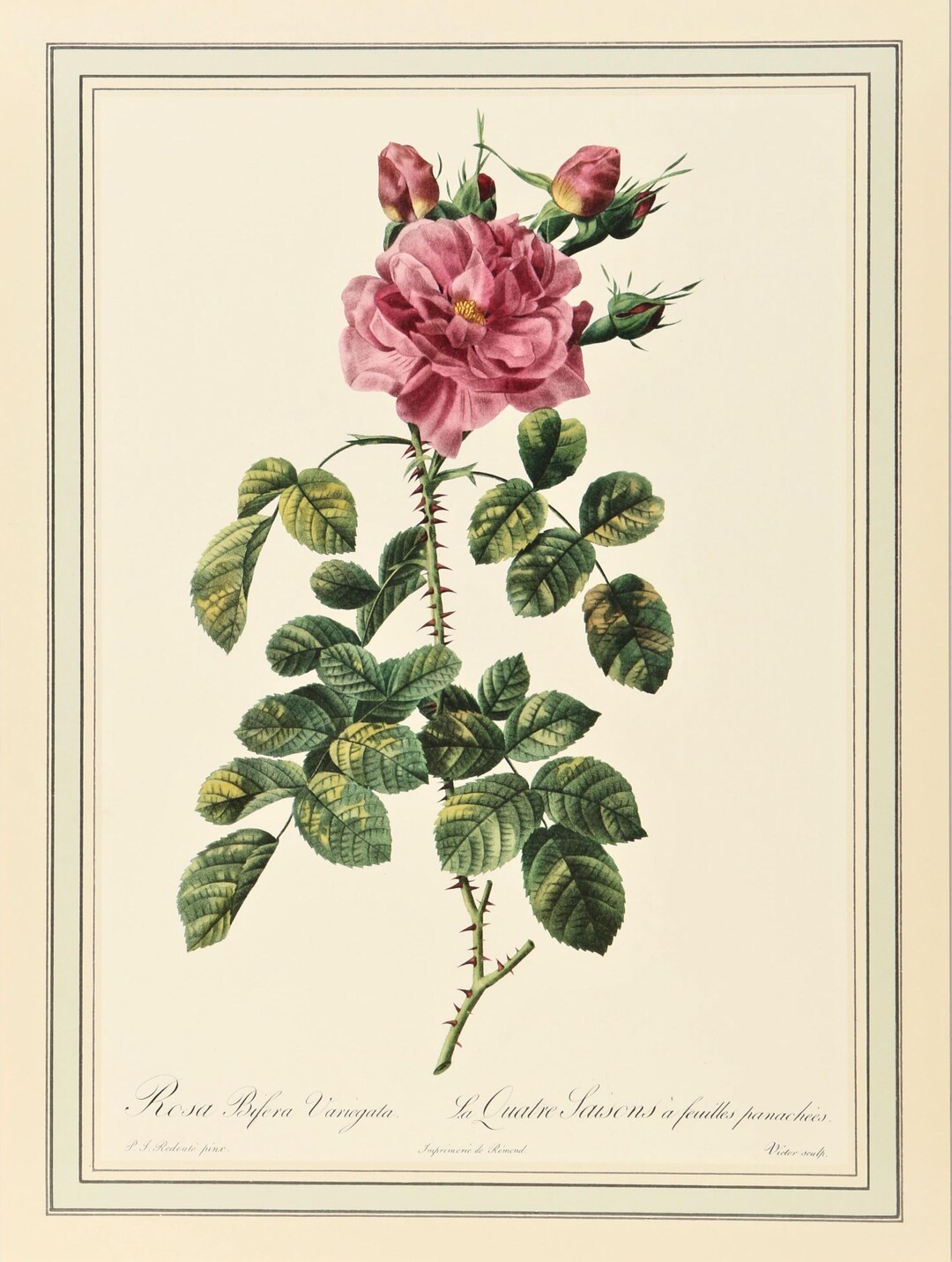 Rosa Bifera Variegata Print by Pierre-joseph Redouté, French Botanical ...