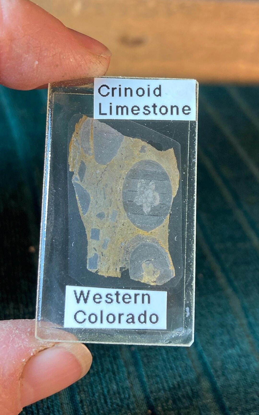 Crinoid Limestone in Thin Section: Research, Educational and Collector ...