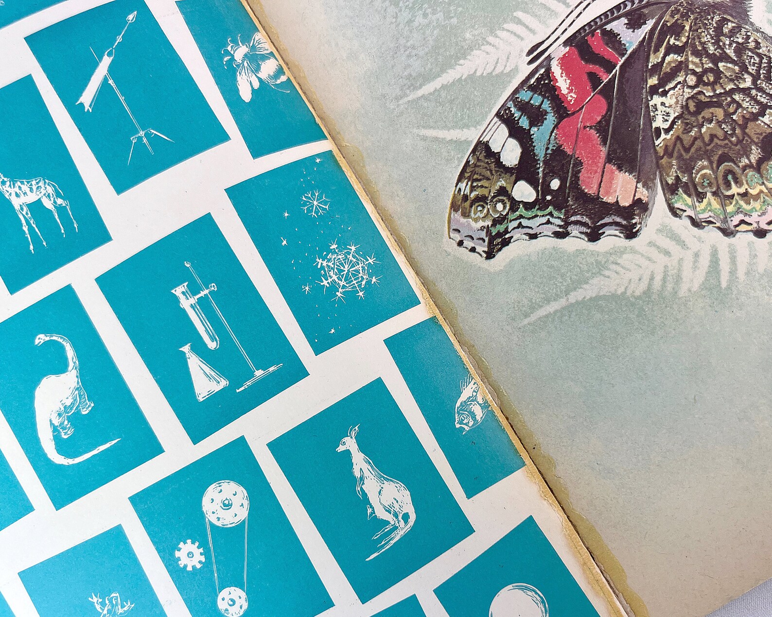 The How and Why BUTTERFLIES AND MOTH 1963 Wonder Book Booklet - Etsy