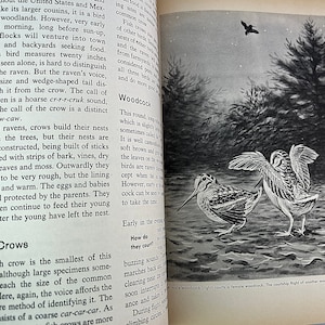 Here and Why Birds 1960 Book Booklet Soft Cover Wonder Books - Etsy