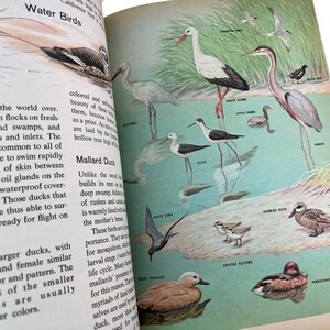 Here and Why Birds 1960 Book Booklet Soft Cover Wonder Books - Etsy