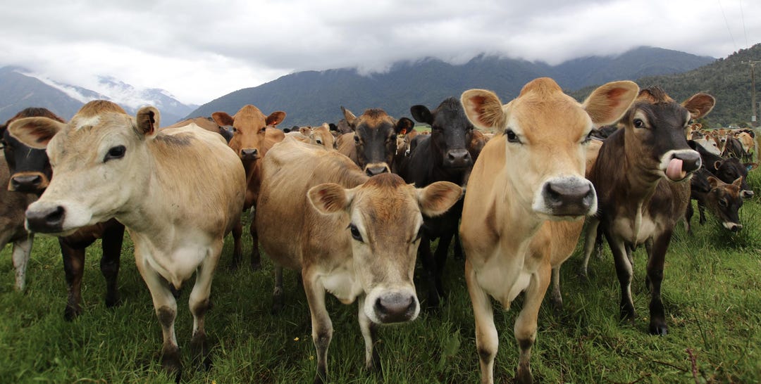 Jersey Cows in Countryside – Farm Animal Photography, Rustic Country ...