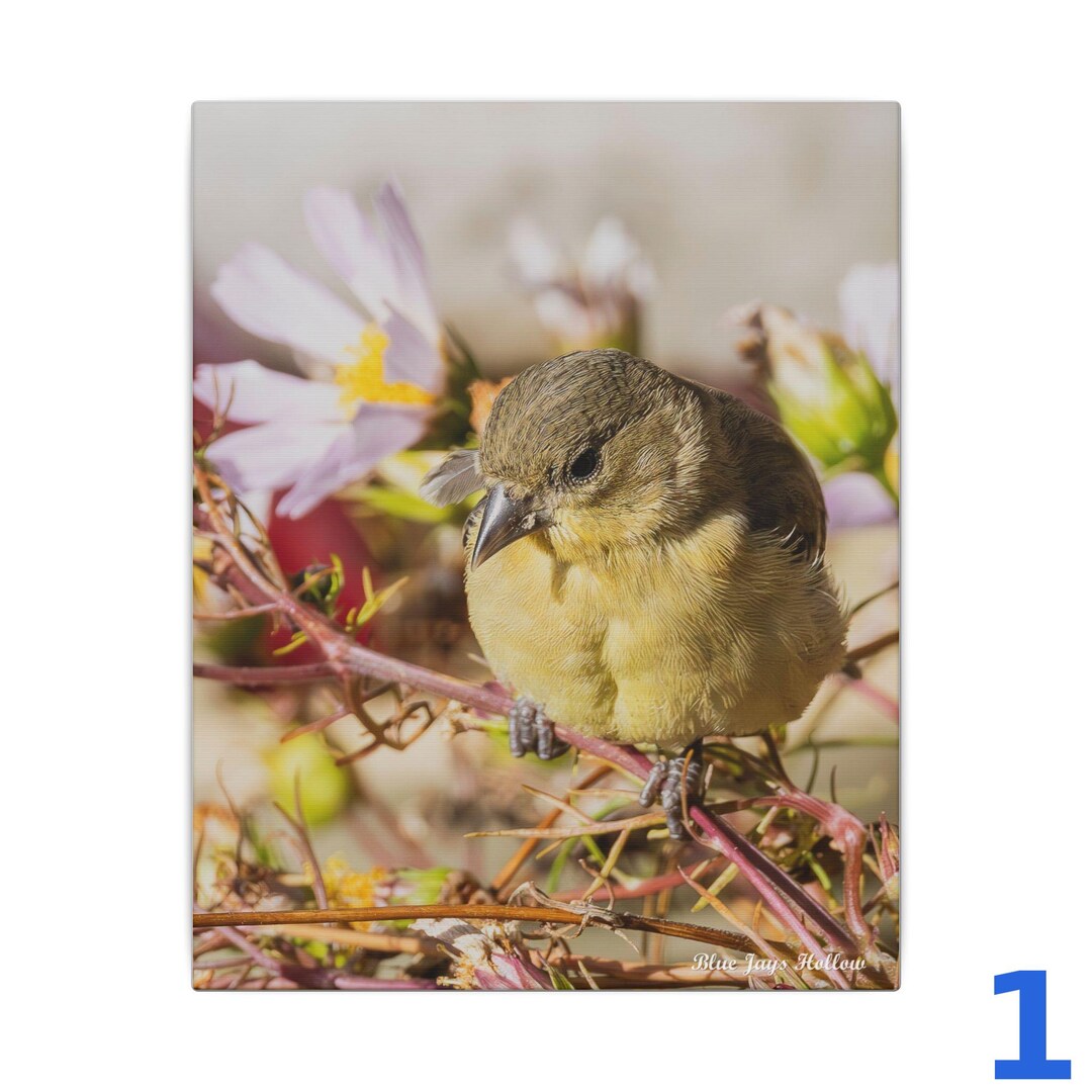 Finch Collection – Stretched Matte Canvas Wall Art | Colorful Finch ...
