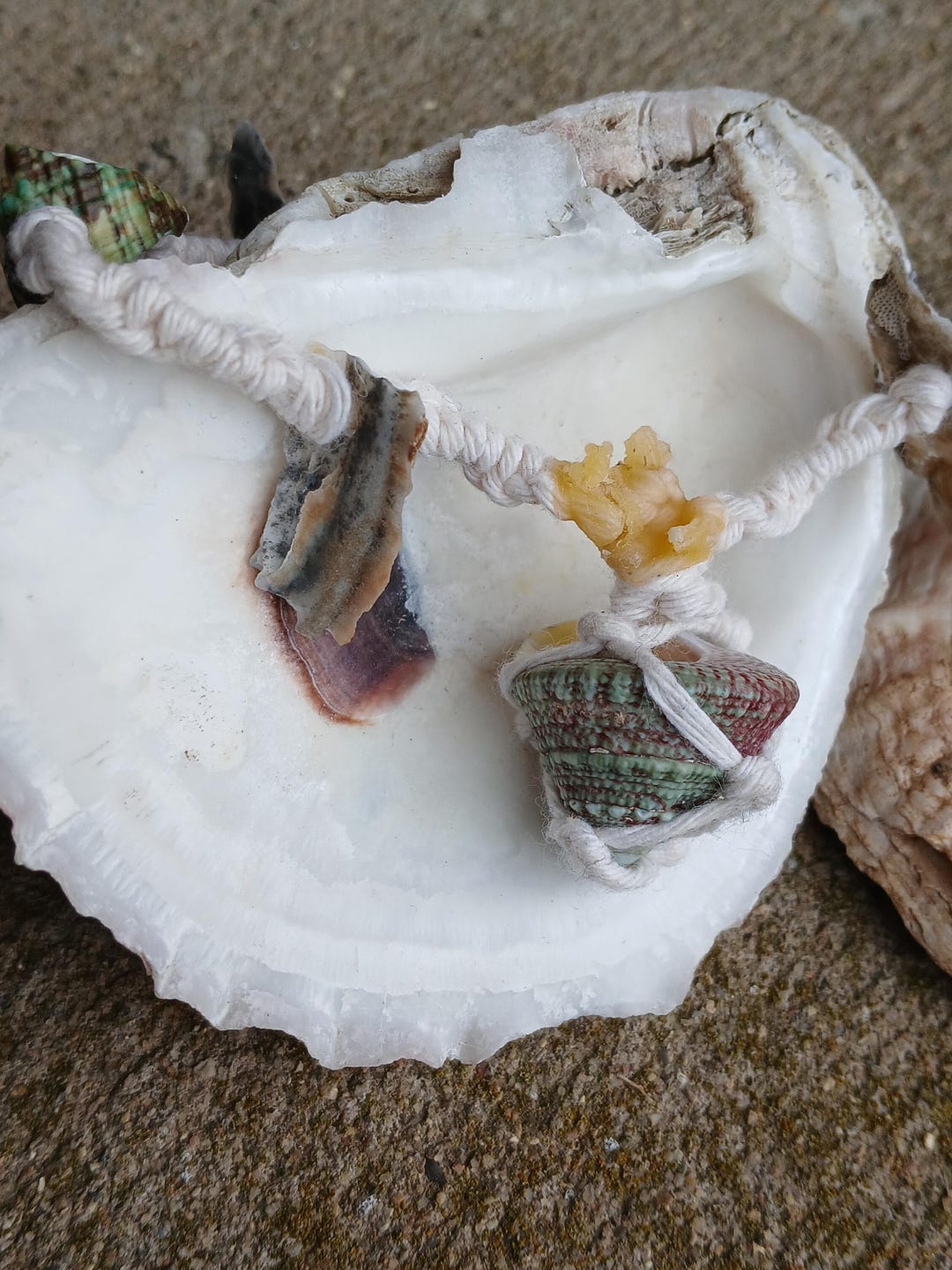 Macrame Shell Necklace. Trochus Conus, Turbo & Oyster - Etsy