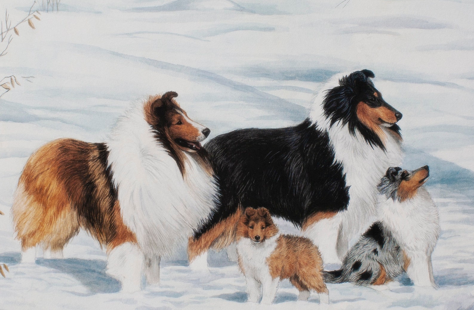 Shetland Sheepdog "second Generation" Lithograph Print - Etsy