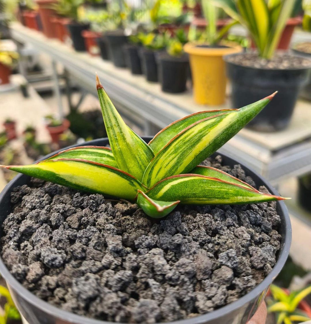 Sansevieria Sawasdee Variegated - Very Rare Exact Plant - Etsy