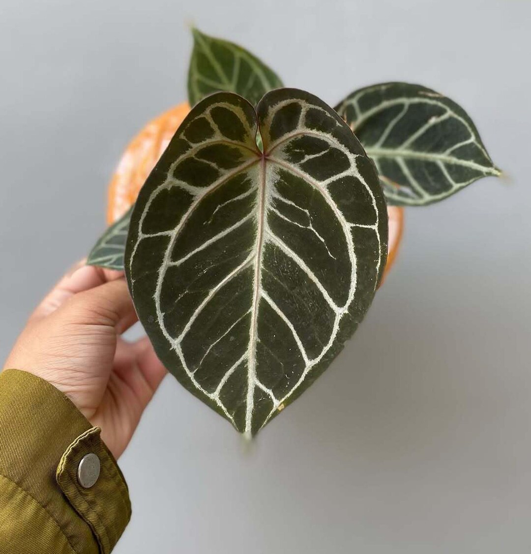 Anthurium Hu X Red Crystal NSE - Etsy