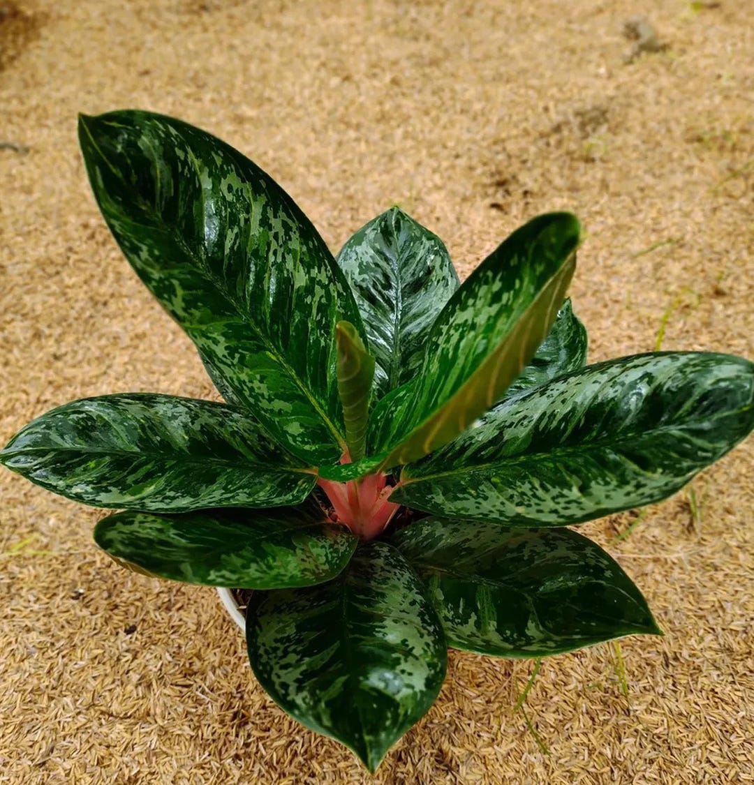Aglaonema Restiana - Medium Size - Full Guaranted!! - Etsy