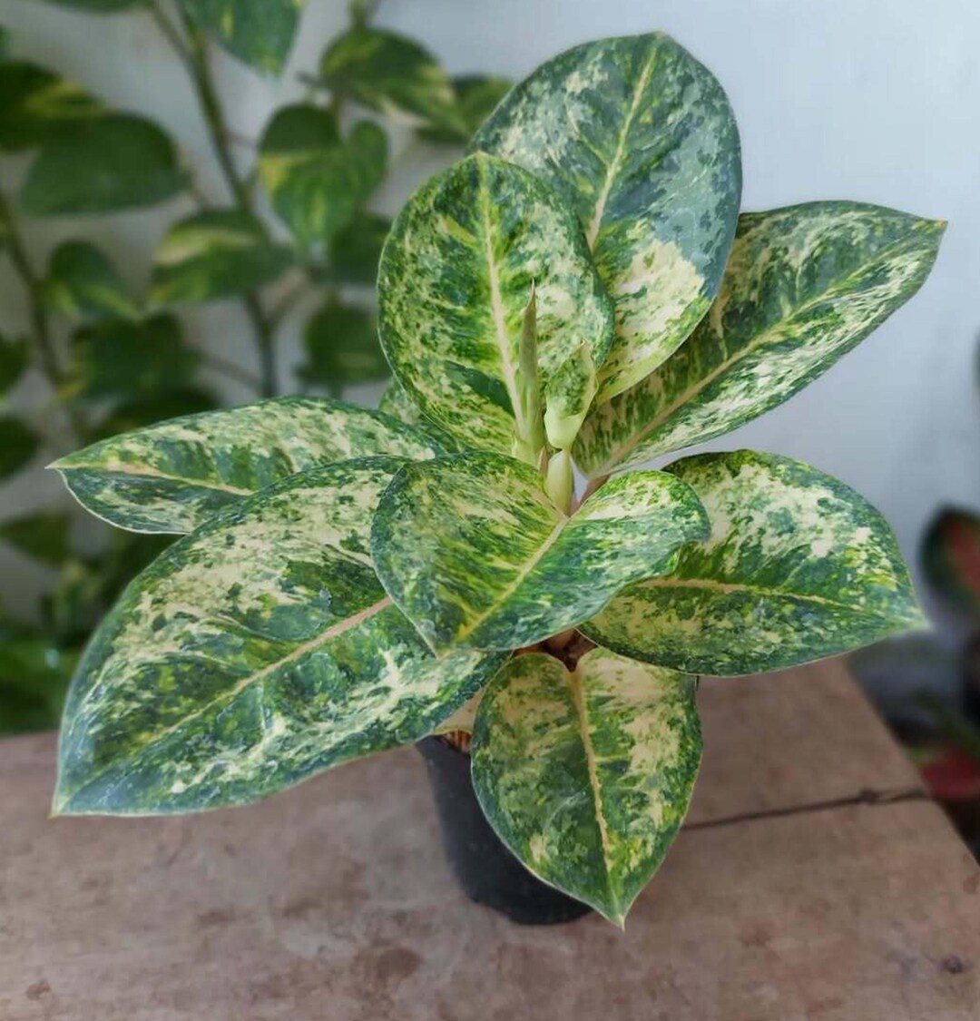 Aglaonema AYU GREEN - Fast Shipping UPS! - Etsy