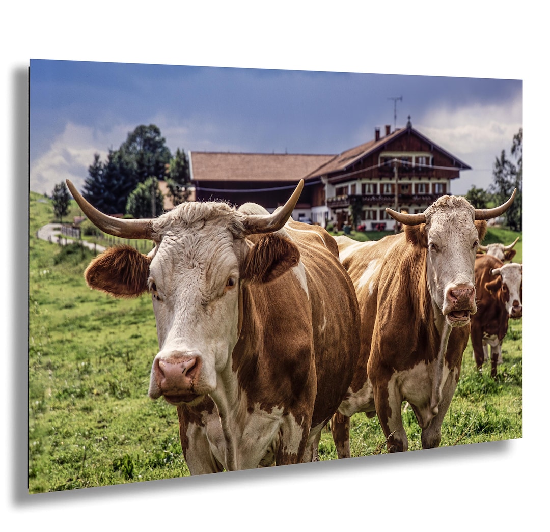 Bavarian Cows Farmhouse Germany Photo, Bavarian Alps Wall Art ...