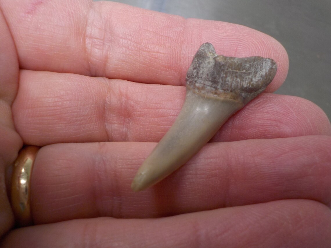 Smaller Prehistoric Sand Tiger Sharks Tooth Found Near Aurora - Etsy