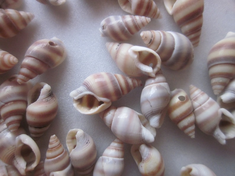 Spiral Shell Beads Tan Shell Long Beads 12-17mm long 30 Beads | Etsy