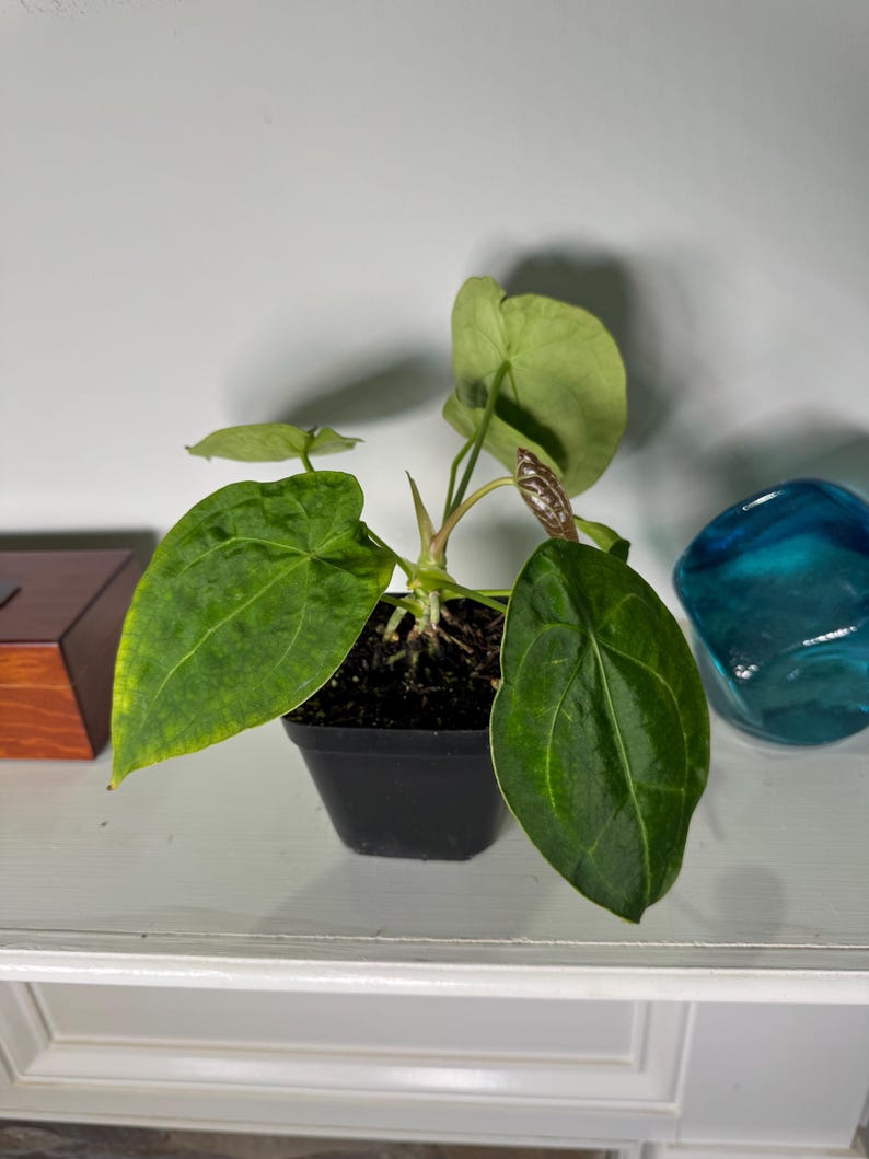 Rare Anthurium Forgetti Hybrid: Collector's Aroid - Etsy