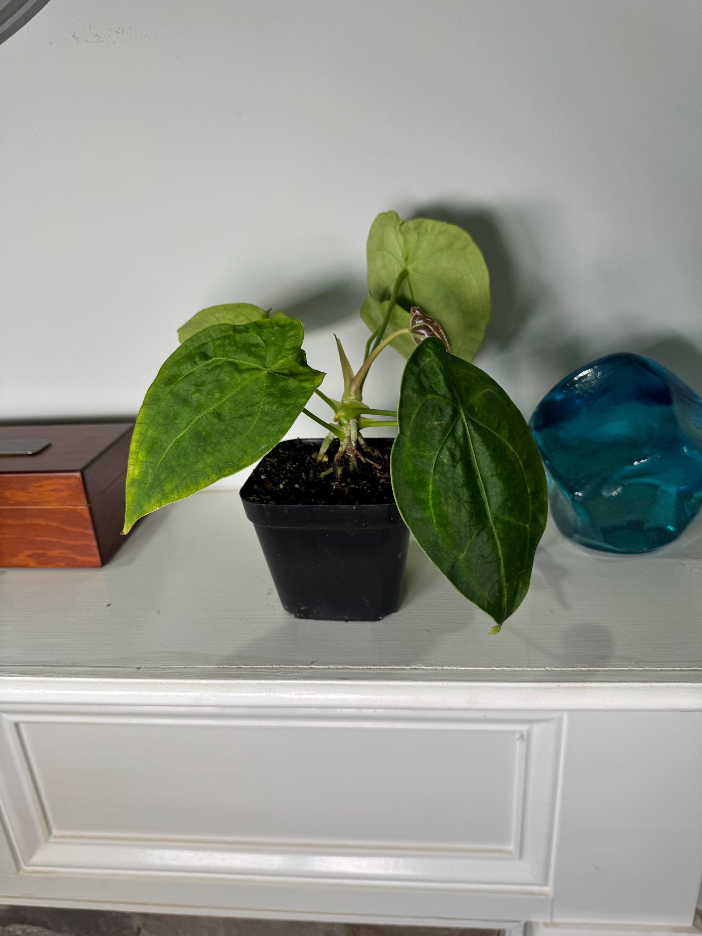 Rare Anthurium Forgetti Hybrid: Collector's Aroid - Etsy