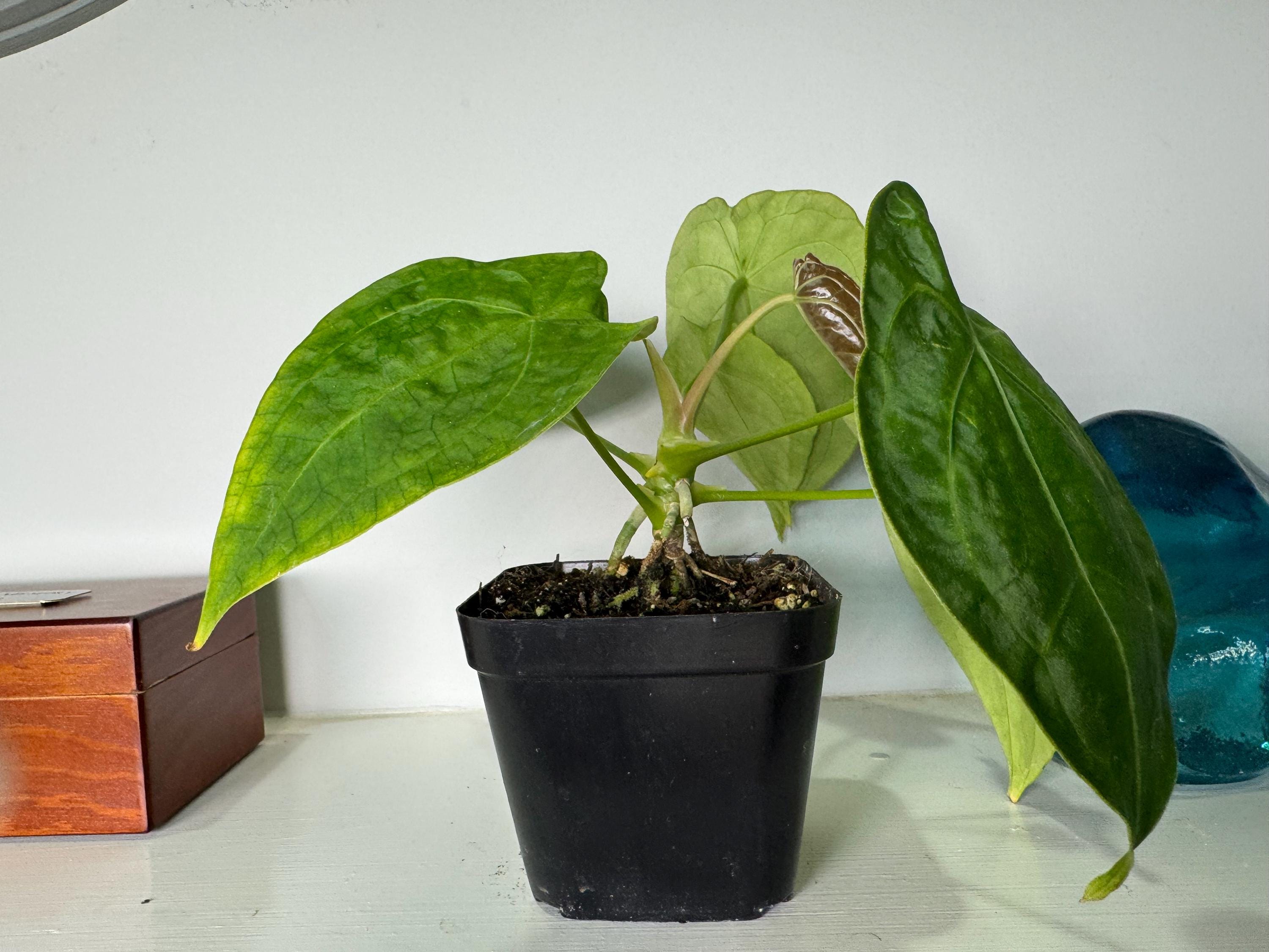 Rare Anthurium Forgetti Hybrid: Collector's Aroid - Etsy