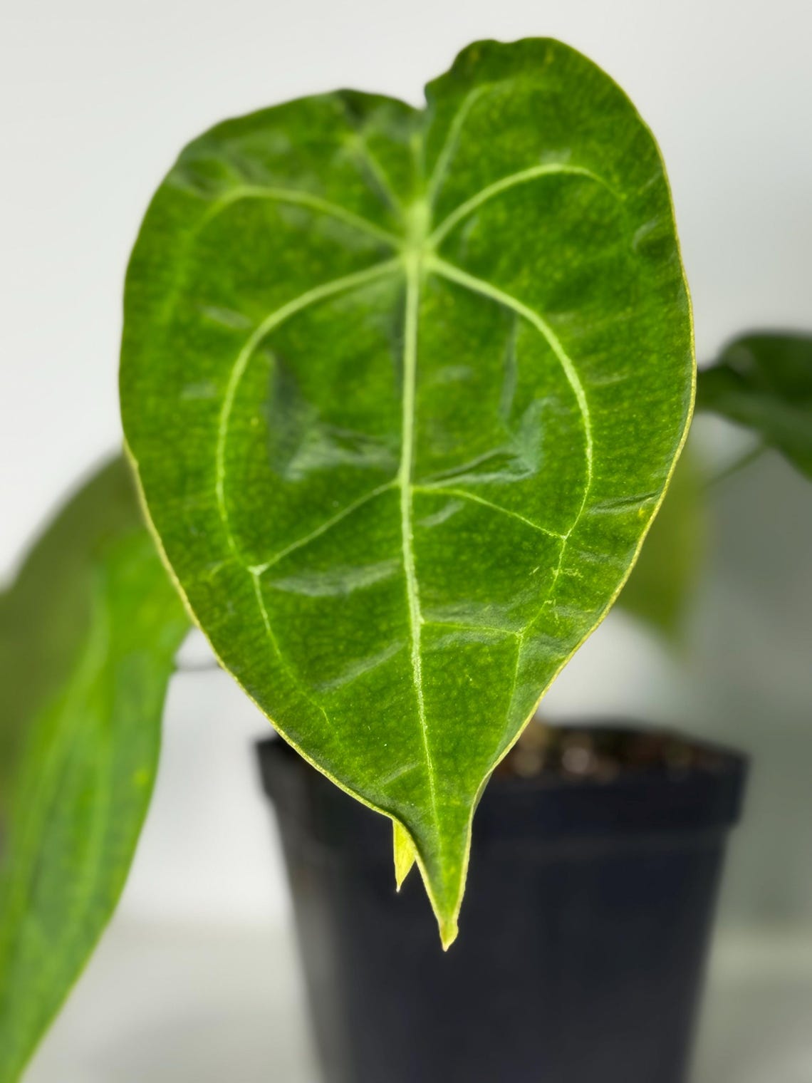 Rare Anthurium Forgetti Hybrid: Collector's Aroid - Etsy