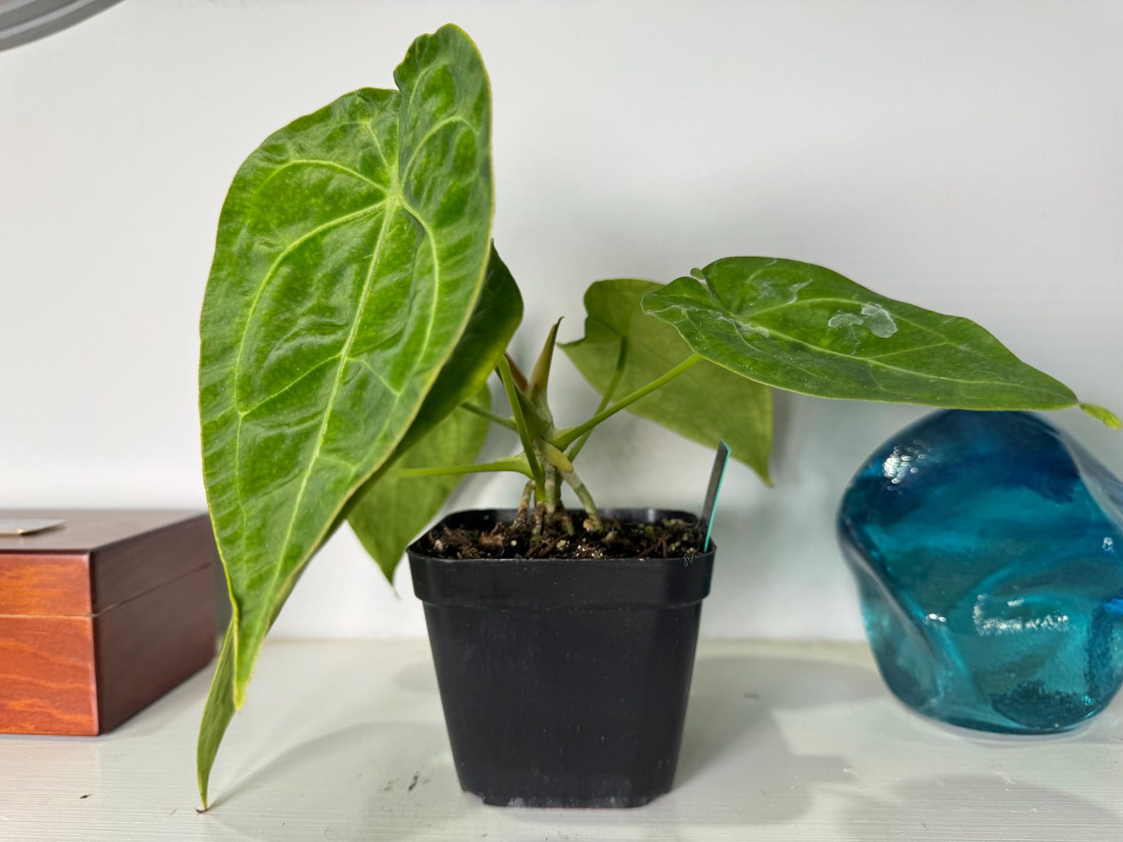 Rare Anthurium Forgetti Hybrid: Collector's Aroid - Etsy