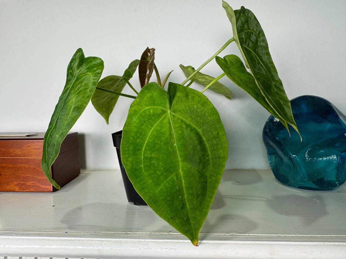 Rare Anthurium Forgetti Hybrid: Collector's Aroid - Etsy