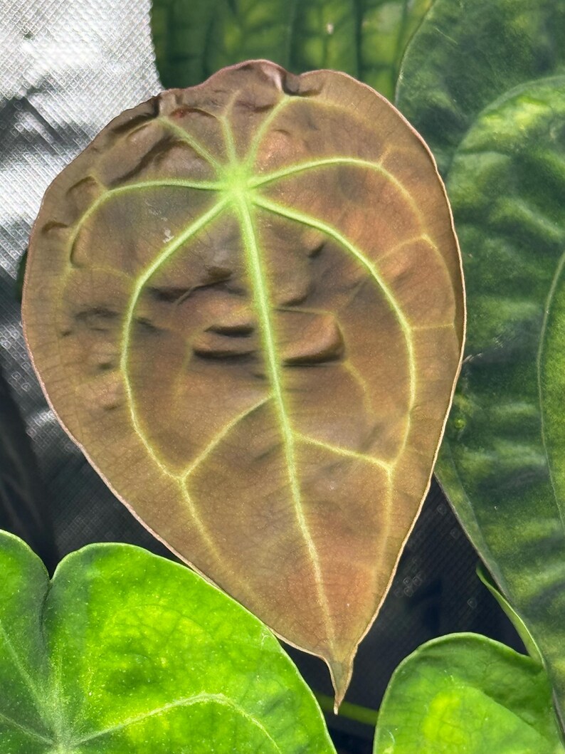 Rare Anthurium Forgetti Hybrid: Collector's Aroid - Etsy