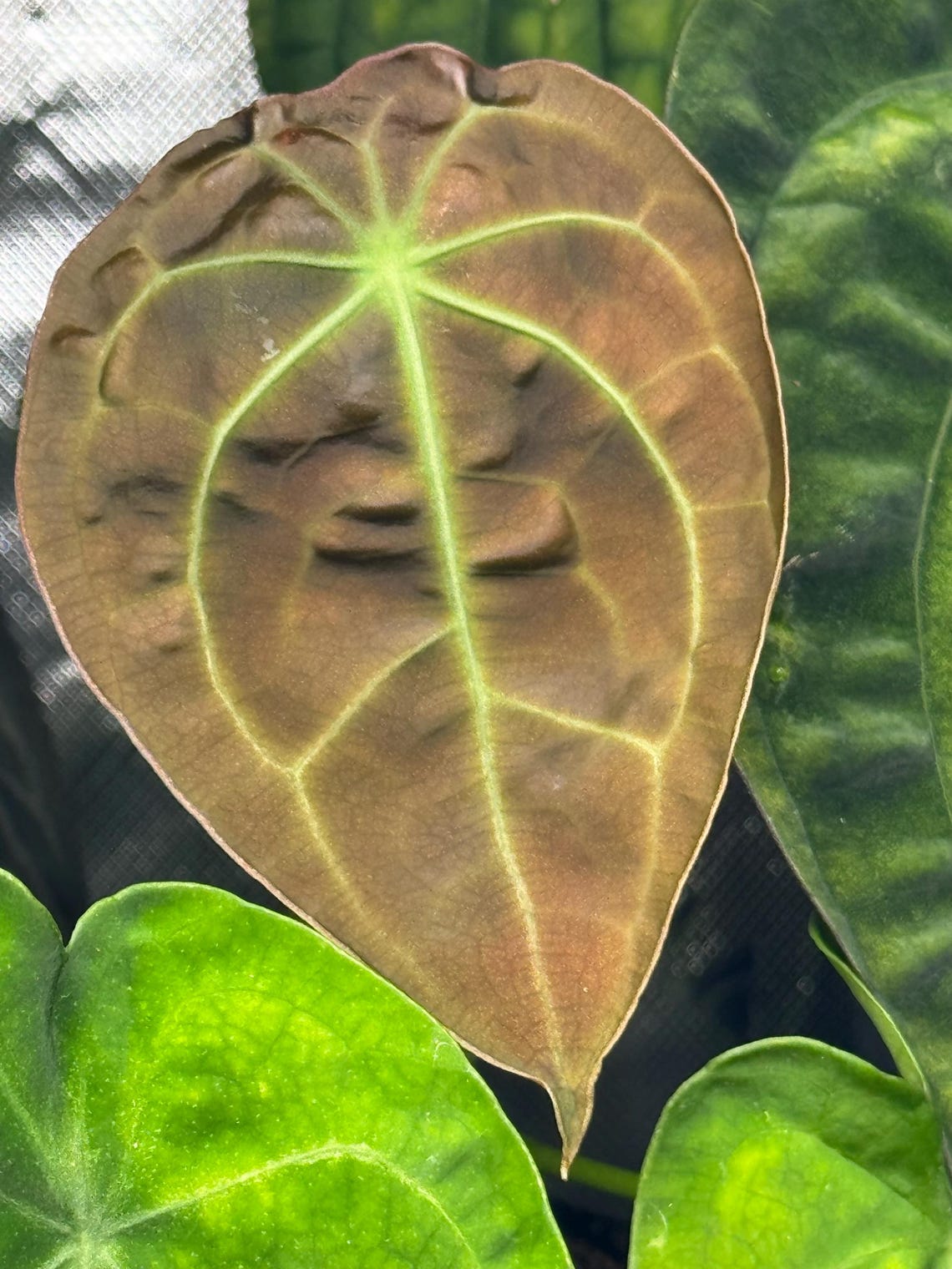 Rare Anthurium Forgetti Hybrid: Collector's Aroid - Etsy