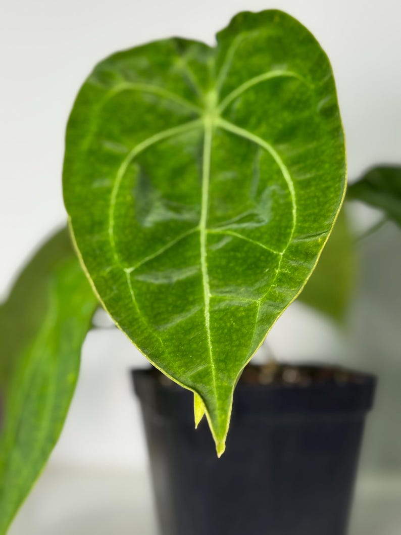 Rare Anthurium Forgetti Hybrid: Collector's Aroid - Etsy